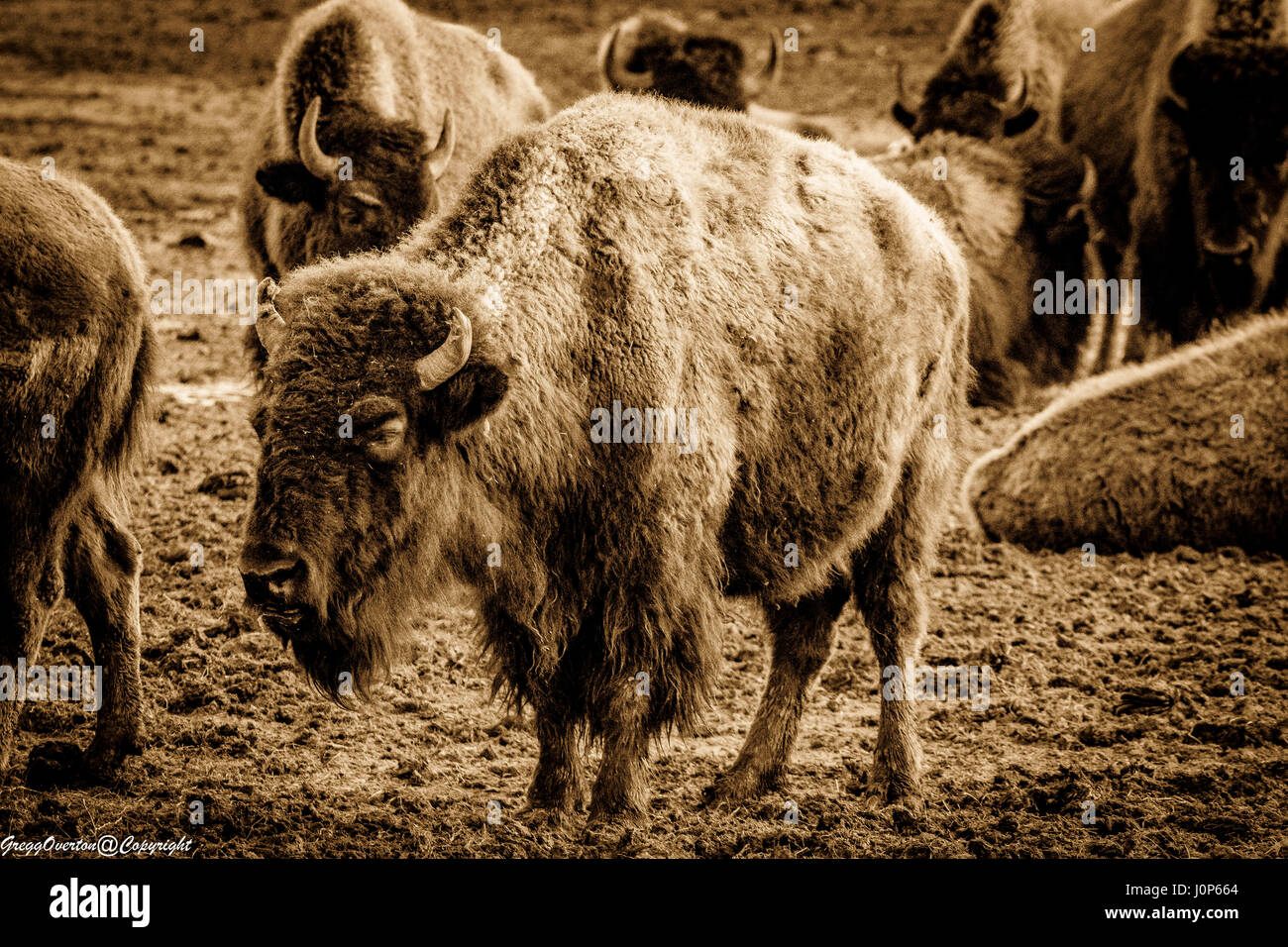 Stampede Bison High Resolution Stock Photography and Images - Alamy