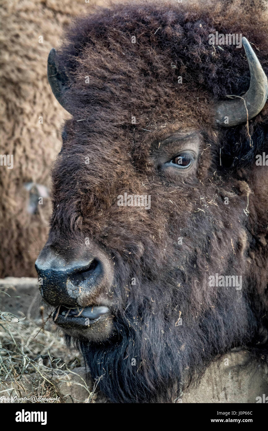 Pictures of Great American Bison/Buffalo Stock Photo - Alamy