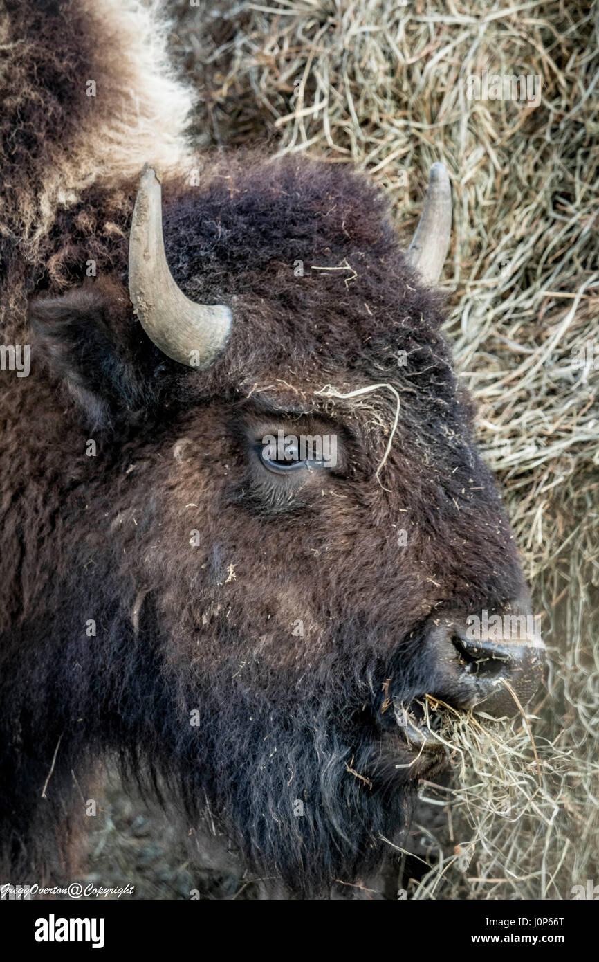 Pictures of Great American Bison/Buffalo Stock Photo - Alamy