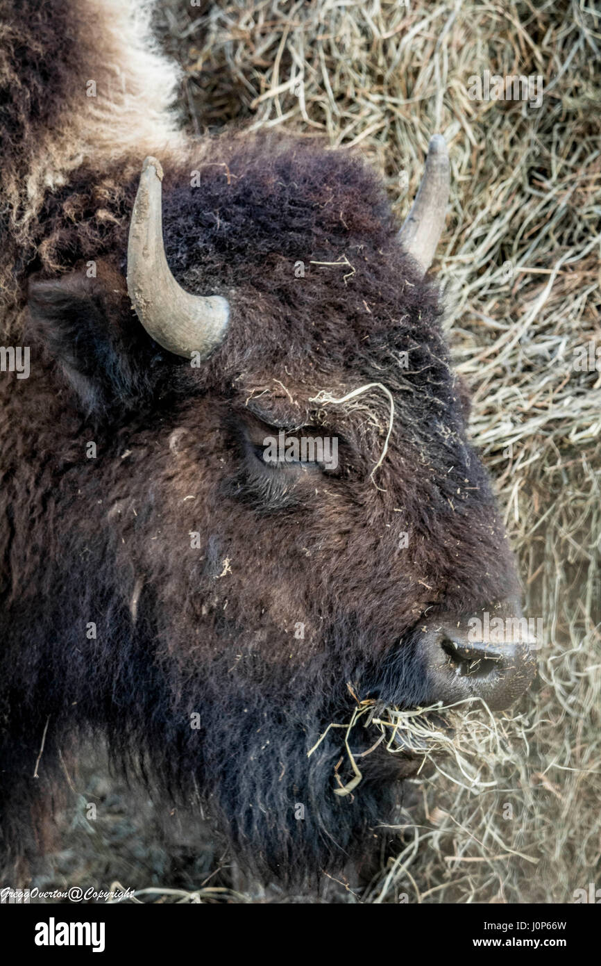Pictures of Great American Bison/Buffalo Stock Photo - Alamy