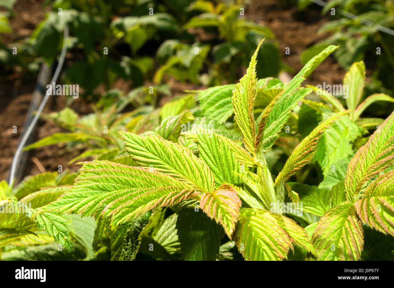 The two-year raspberry orchard species Polke began to grow in the ...