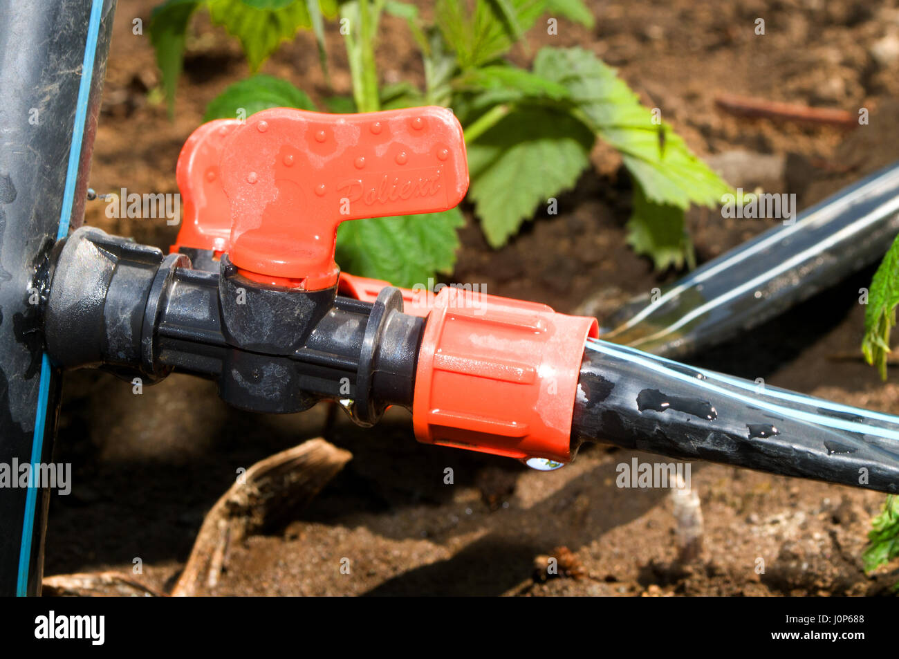 The system for watering applied in raspberry Stock Photo - Alamy