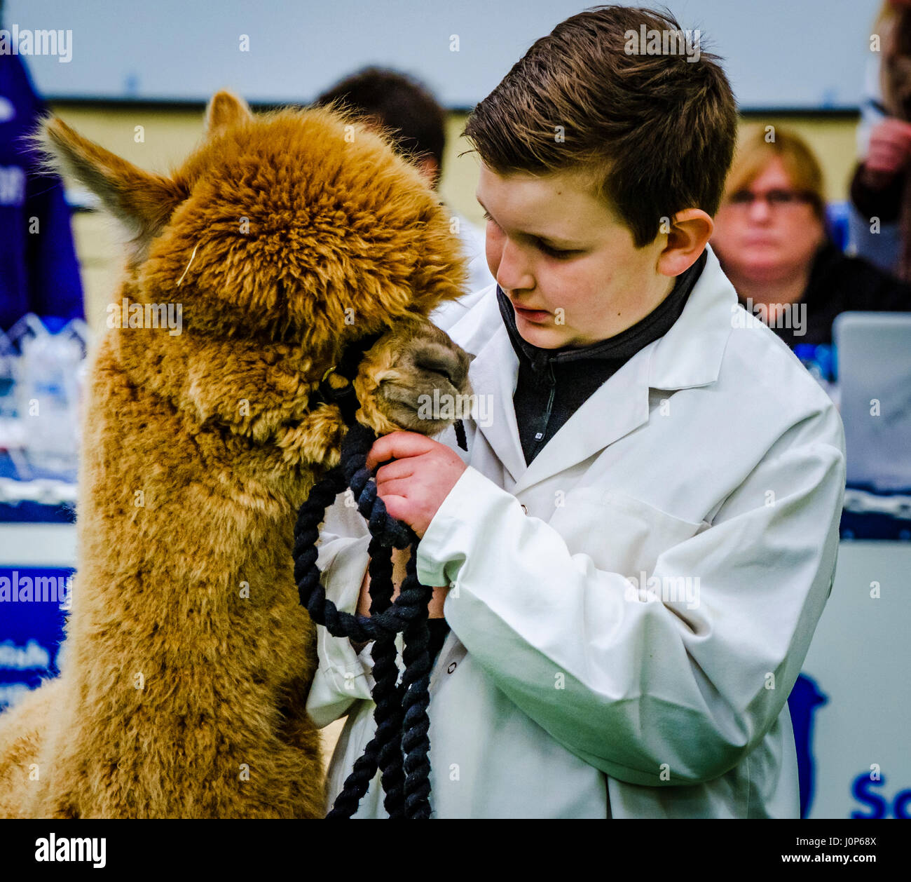 Scottish Alpaca Group High Resolution Stock Photography and Images - Alamy
