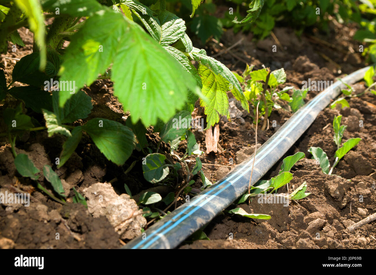 The system for watering applied in raspberry Stock Photo - Alamy