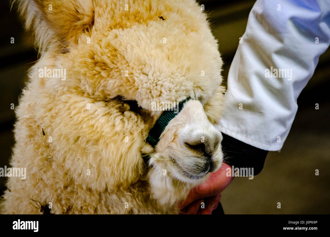 Lanark Scotland 15th April 2017: The Second Scottish Alpaca ...