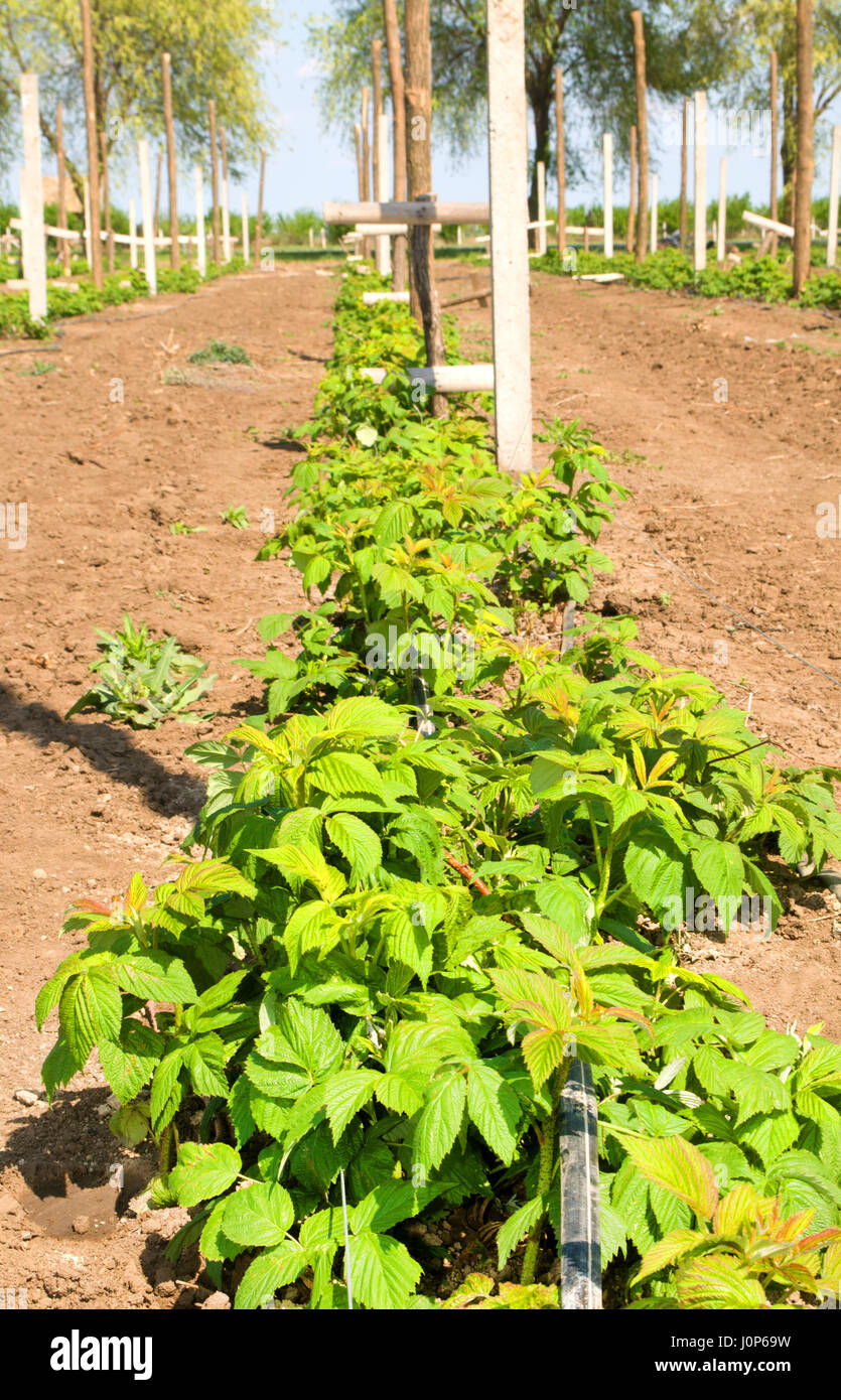 The two-year raspberry orchard species Polke began to grow in the ...