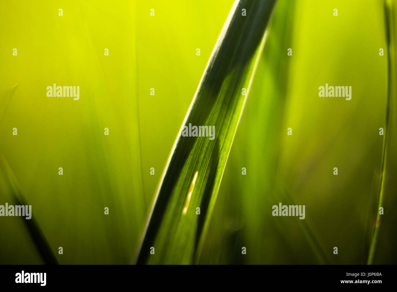 Picture of grass using macro lens Stock Photo - Alamy
