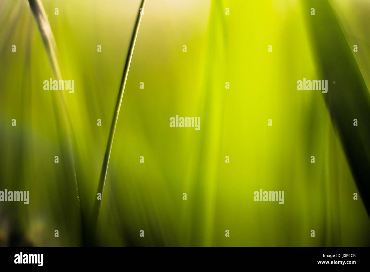 Picture of grass using macro lens Stock Photo - Alamy