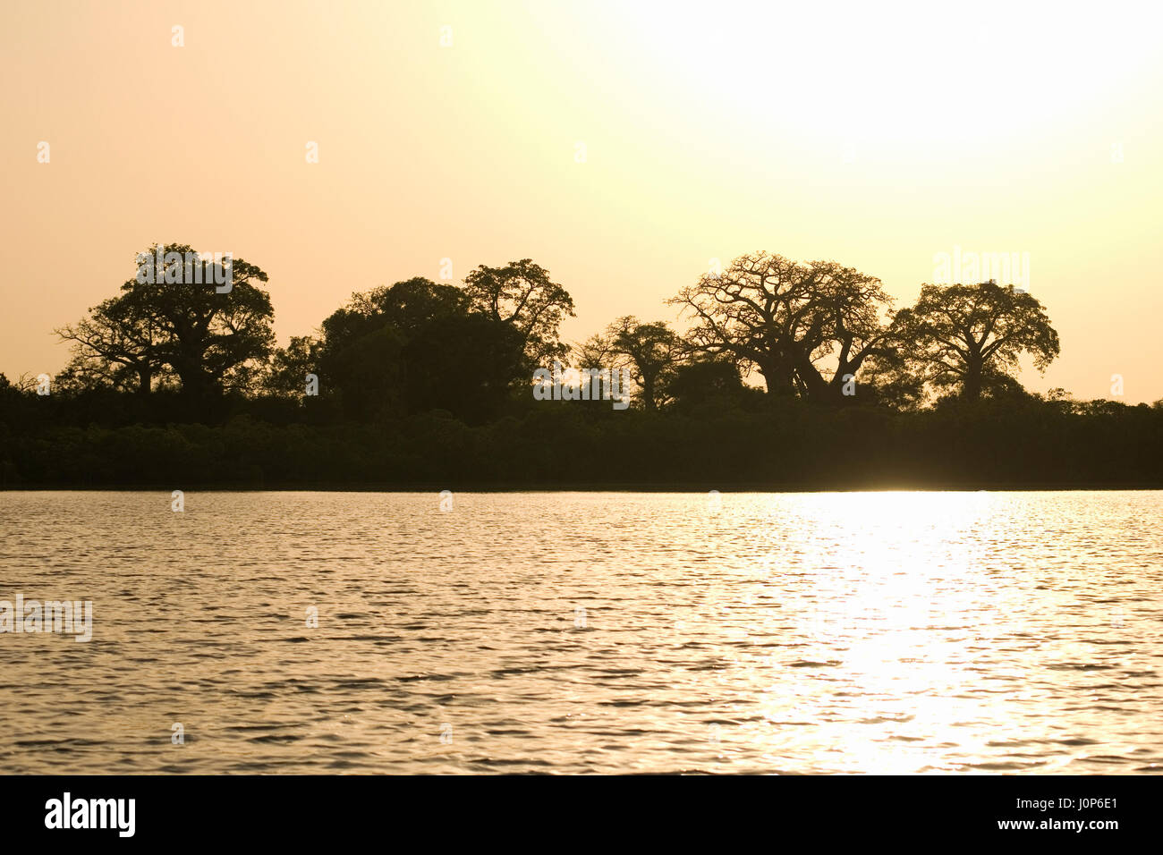 Sunset at mangroves in Senegal Stock Photo - Alamy