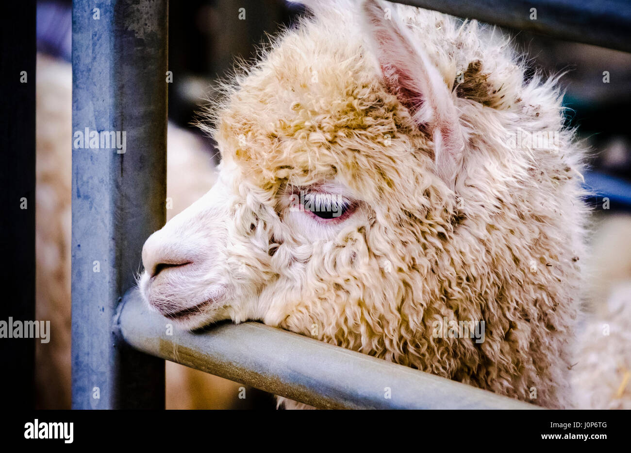 Bored alpaca hi-res stock photography and images - Alamy