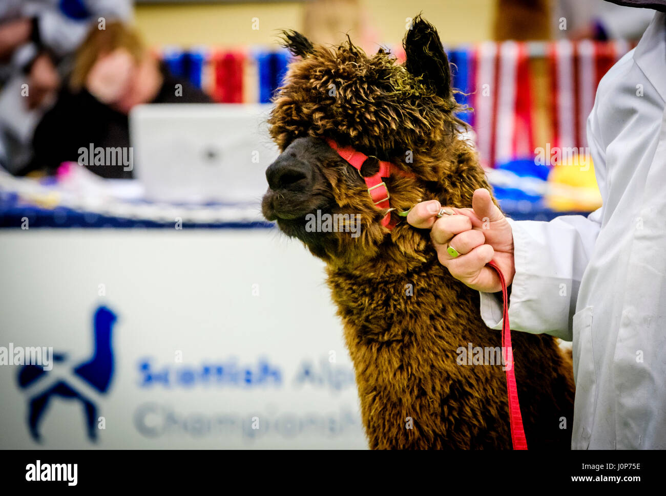 Lanark Scotland 15th April 2017: The Second Scottish Alpaca ...