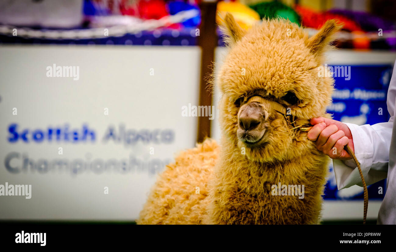 Scottish alpaca group hi-res stock photography and images - Alamy