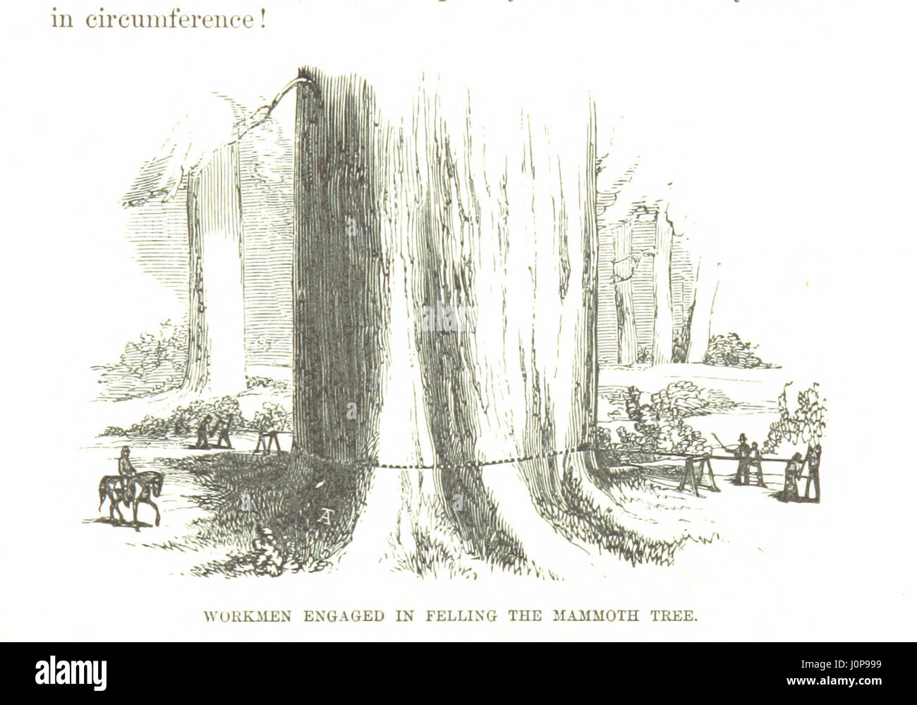 This image from 'Scenes of wonder and curiosity in California ...
