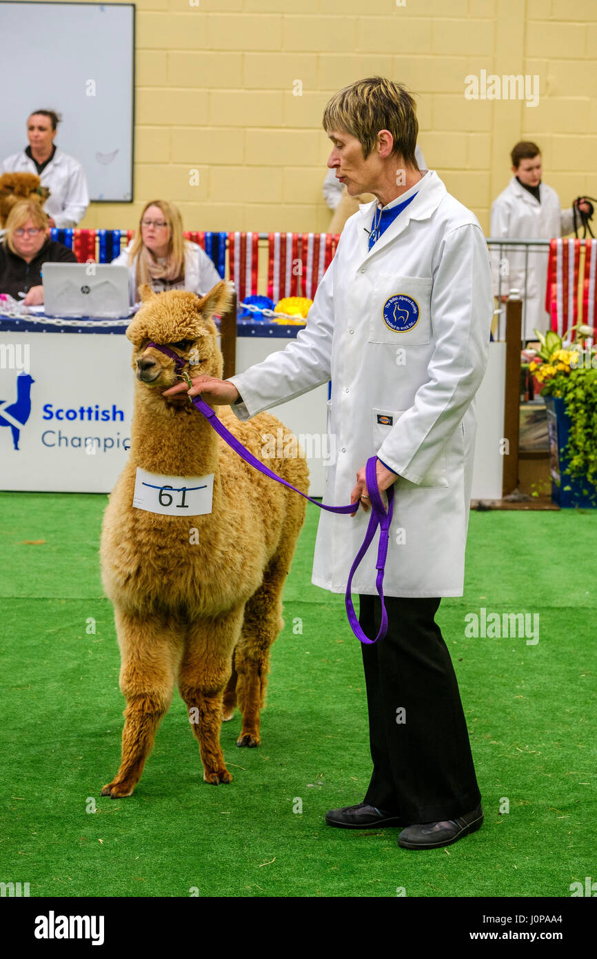 Lanark Scotland 15th April 2017: The Second Scottish Alpaca ...