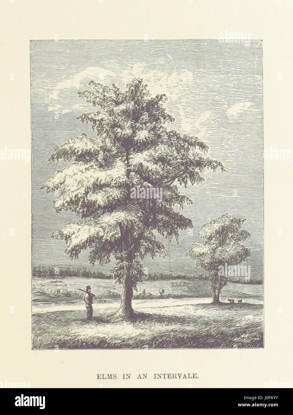 A collection of sketches depicting the natural life and sports in the ...