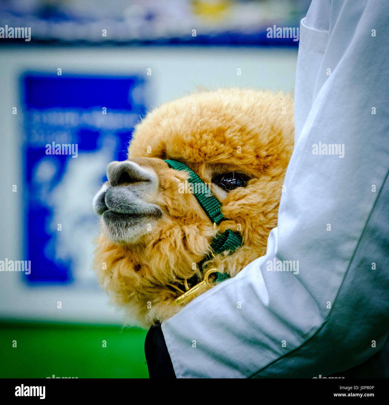 Lanark Scotland 15th April 2017: The Second Scottish Alpaca ...