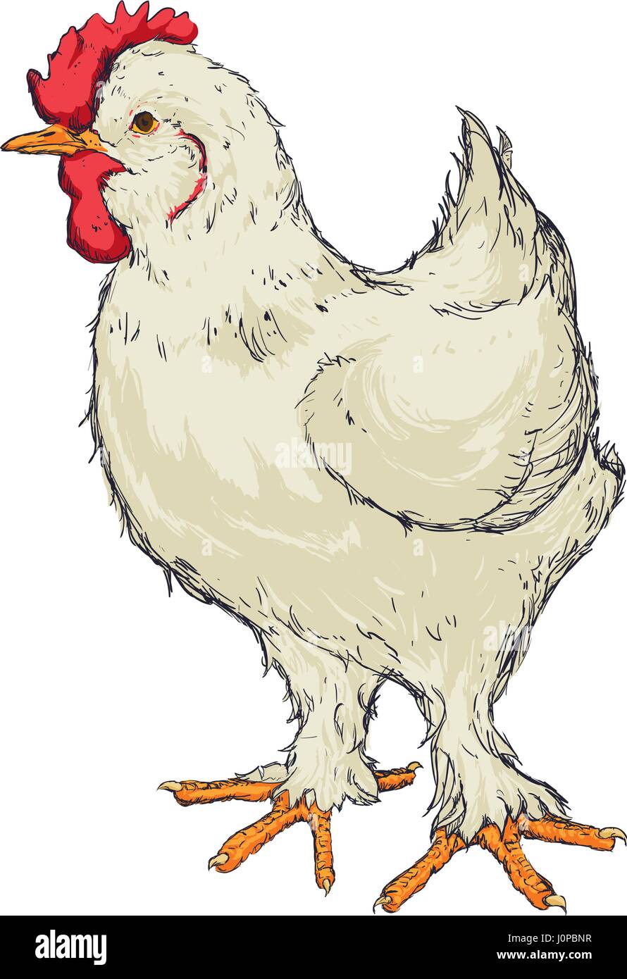 Farm chicken hand draw Stock Vector Image & Art - Alamy