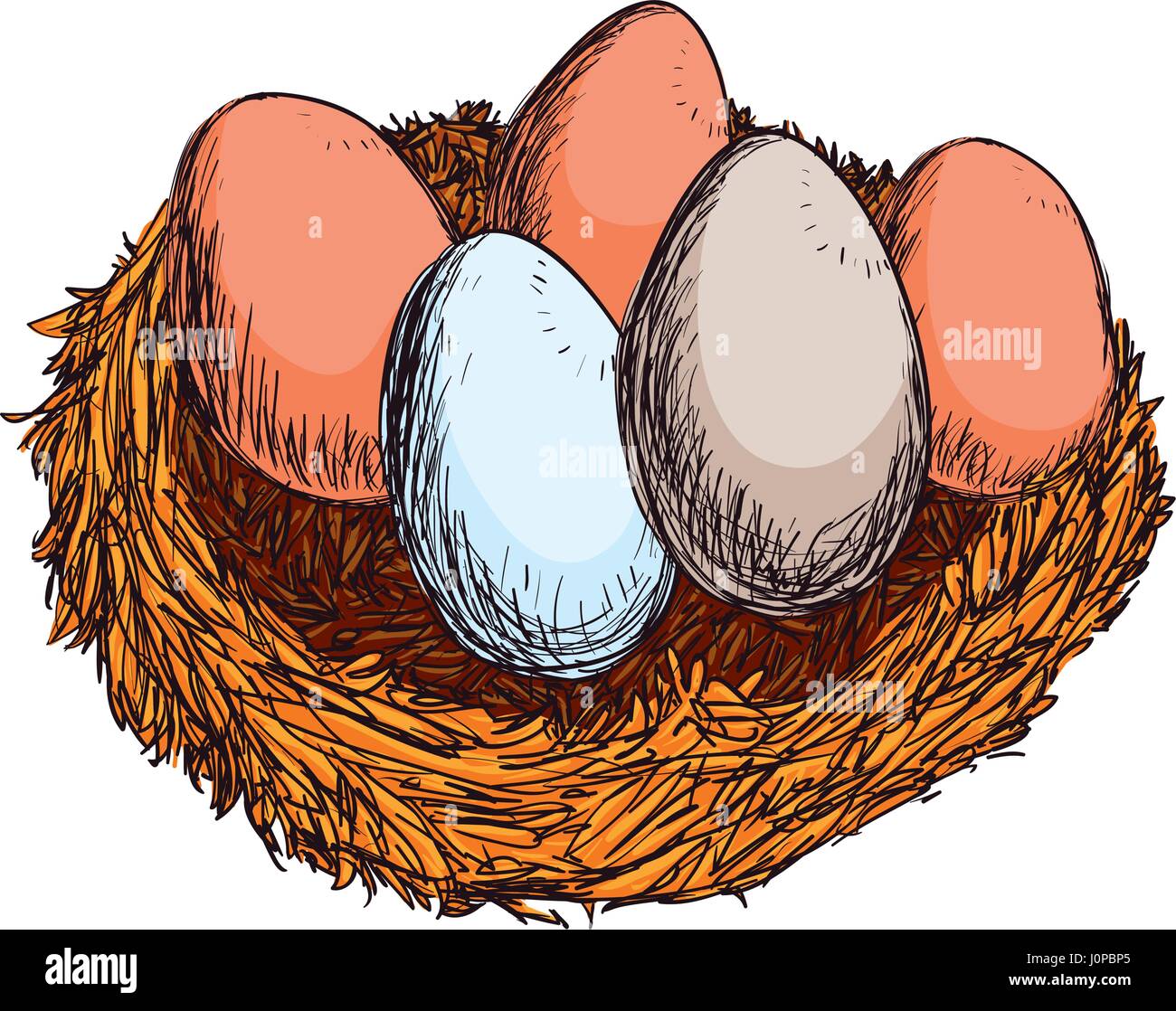 Fresh eggs hand draw Stock Vector Image & Art - Alamy