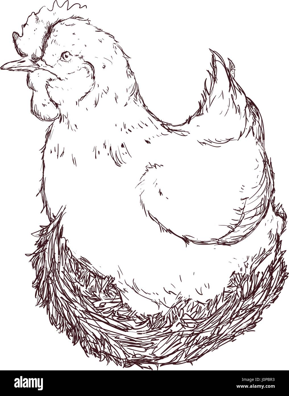 Farm chicken hand draw Stock Vector Image & Art - Alamy