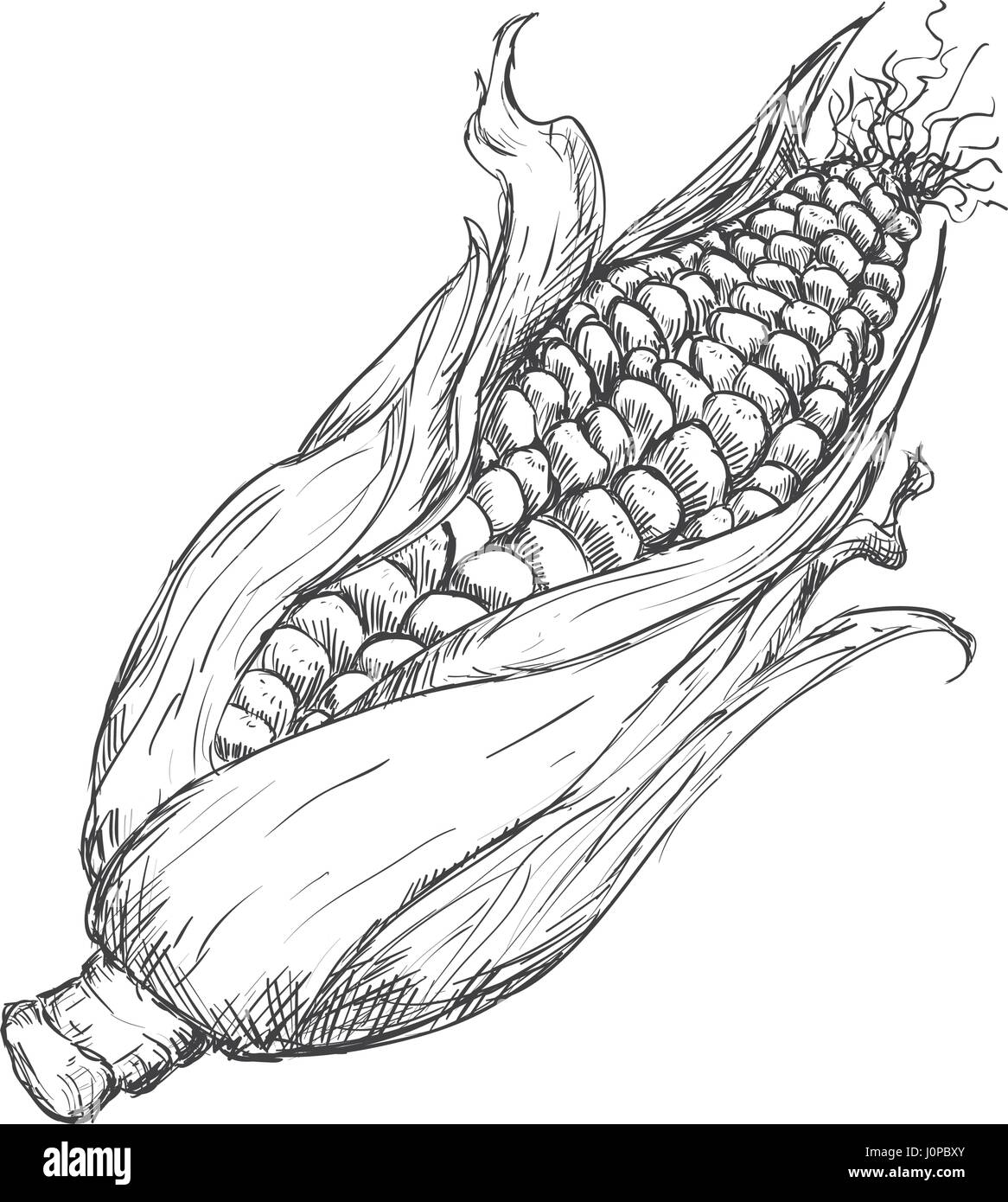 Vegetable hand draw Stock Vector Image & Art - Alamy