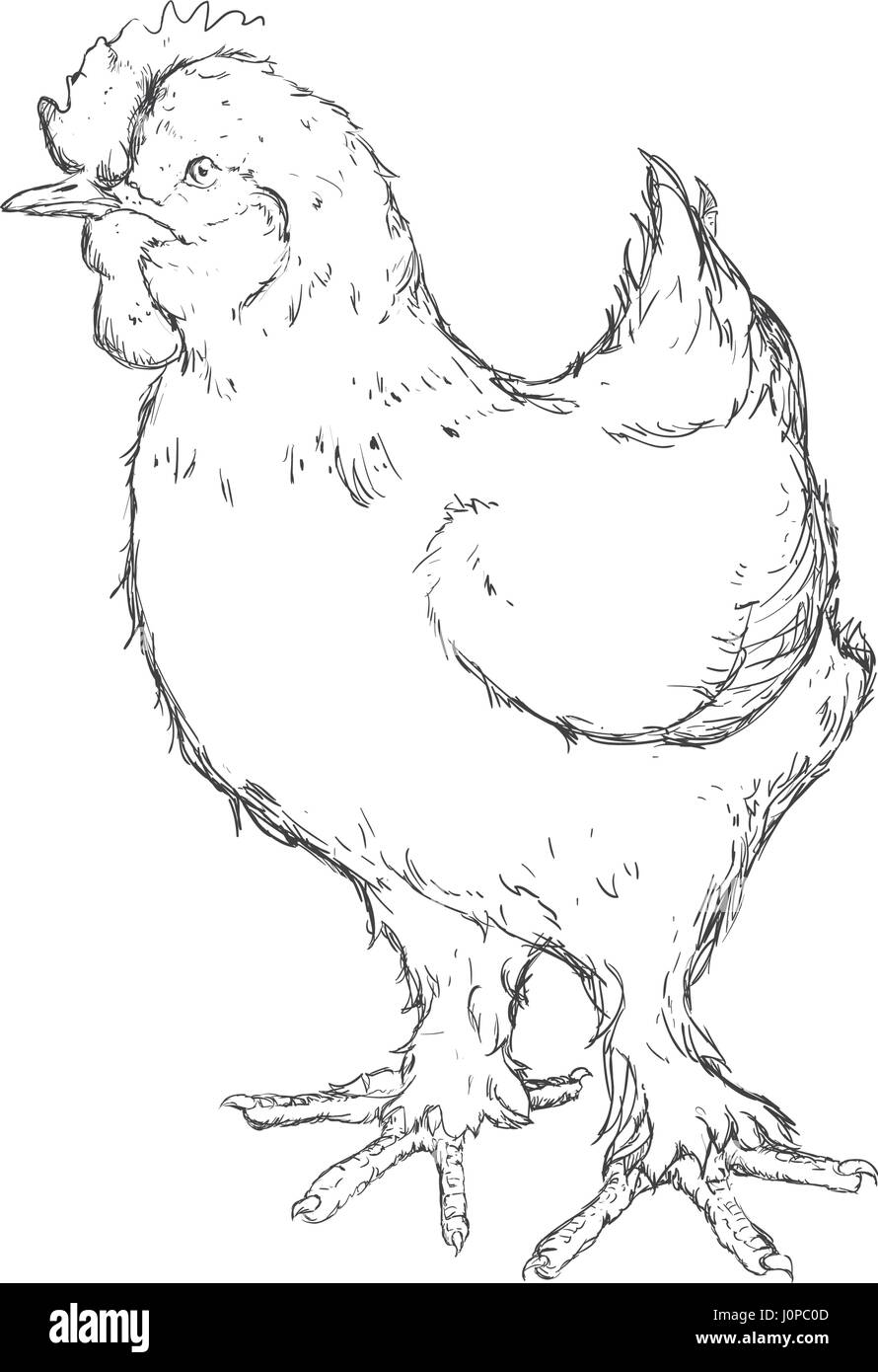 Farm chicken hand draw Stock Vector Image & Art - Alamy