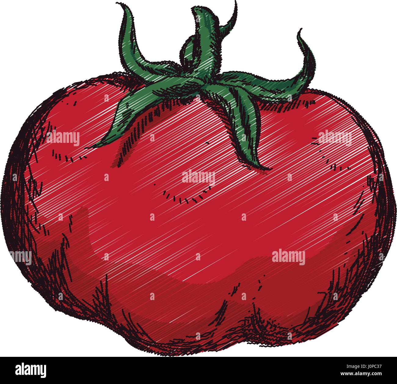 Tomato Vegetable hand draw Stock Vector Image & Art - Alamy