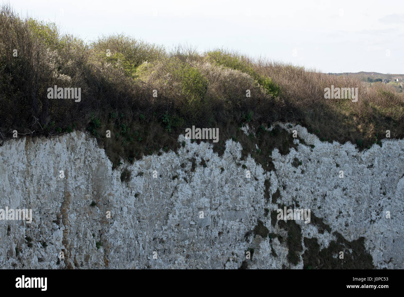 The white cliffs of Studland, Dorset, UK Stock Photo - Alamy