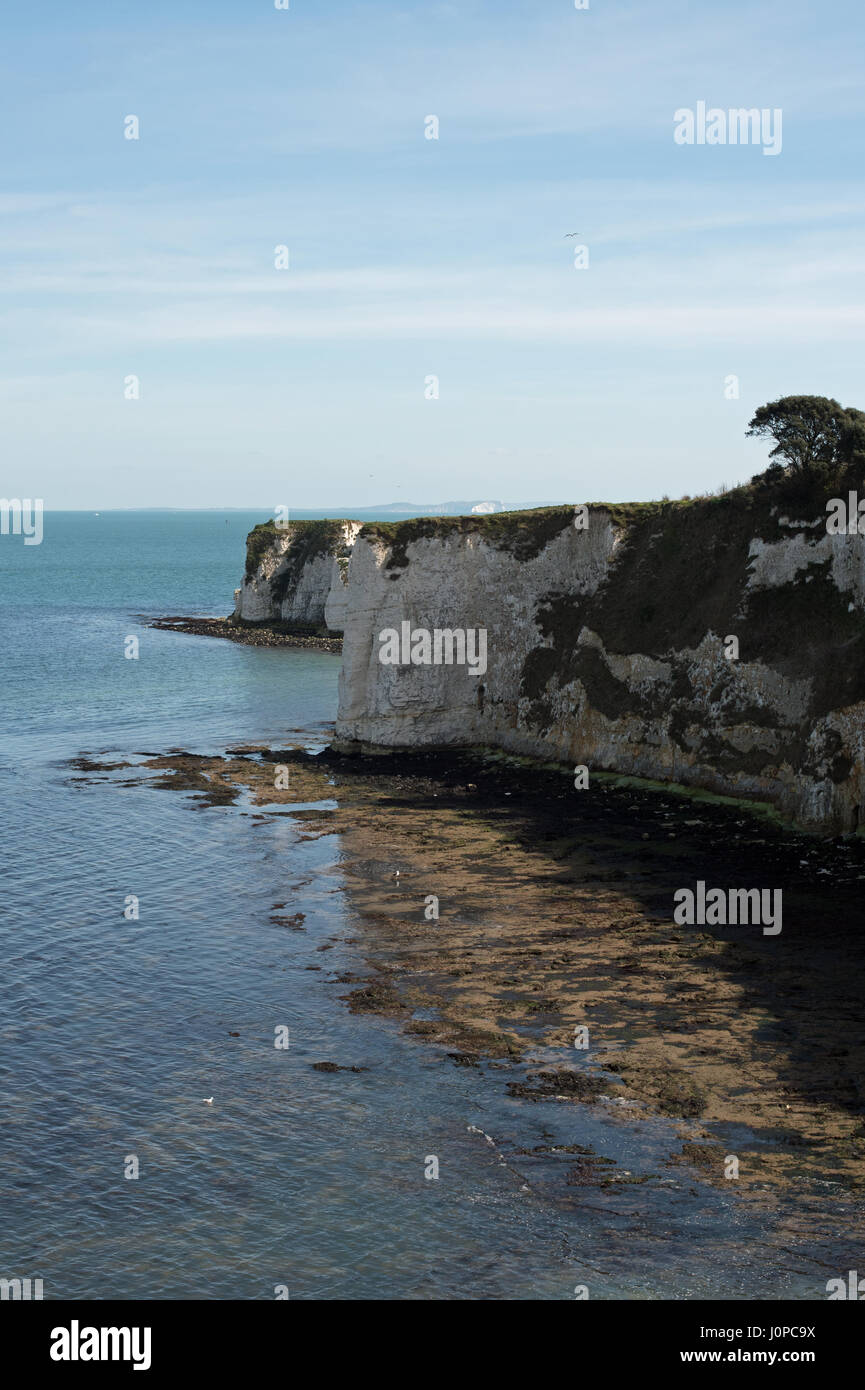 The white cliffs of Studland, Dorset, UK Stock Photo - Alamy