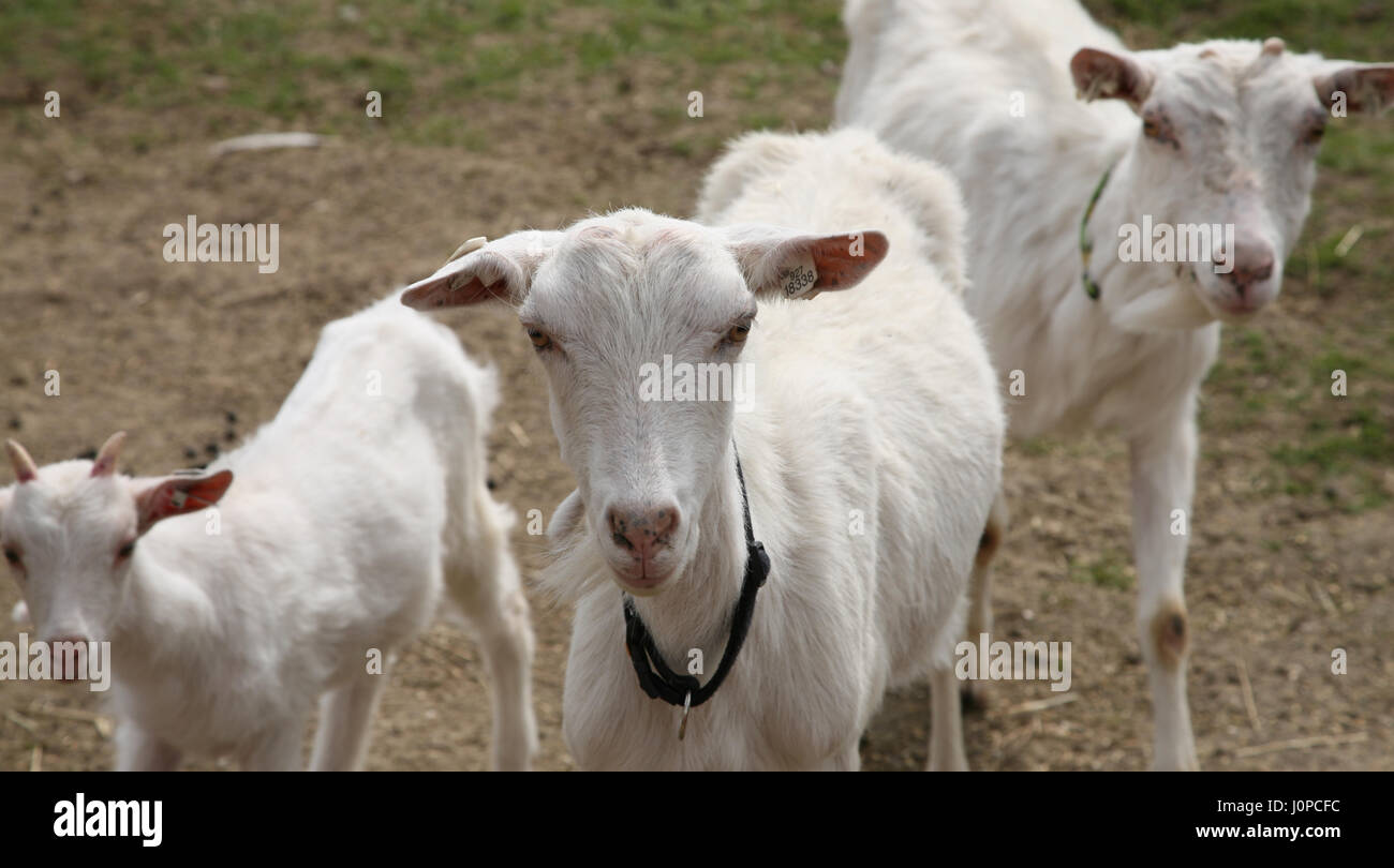 goat on farm Stock Photo - Alamy