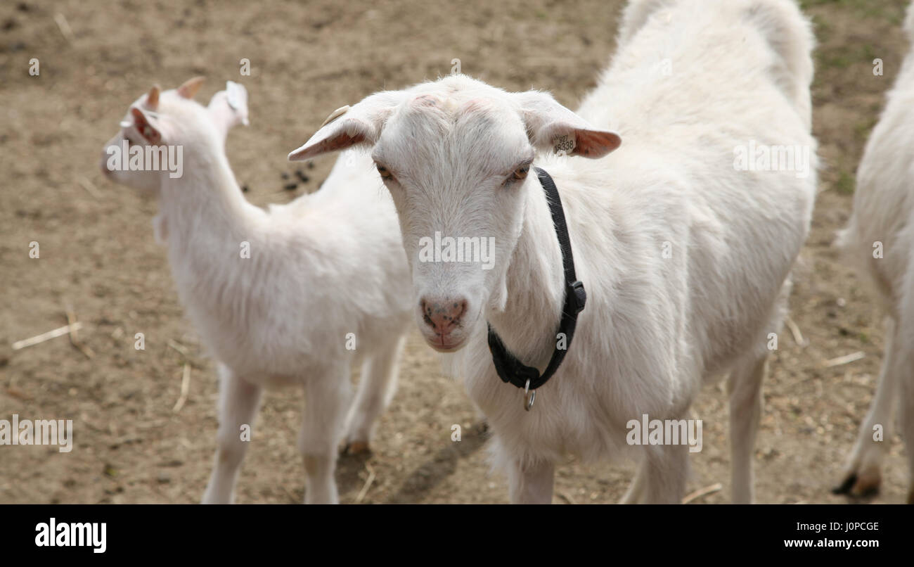 goat on farm Stock Photo - Alamy