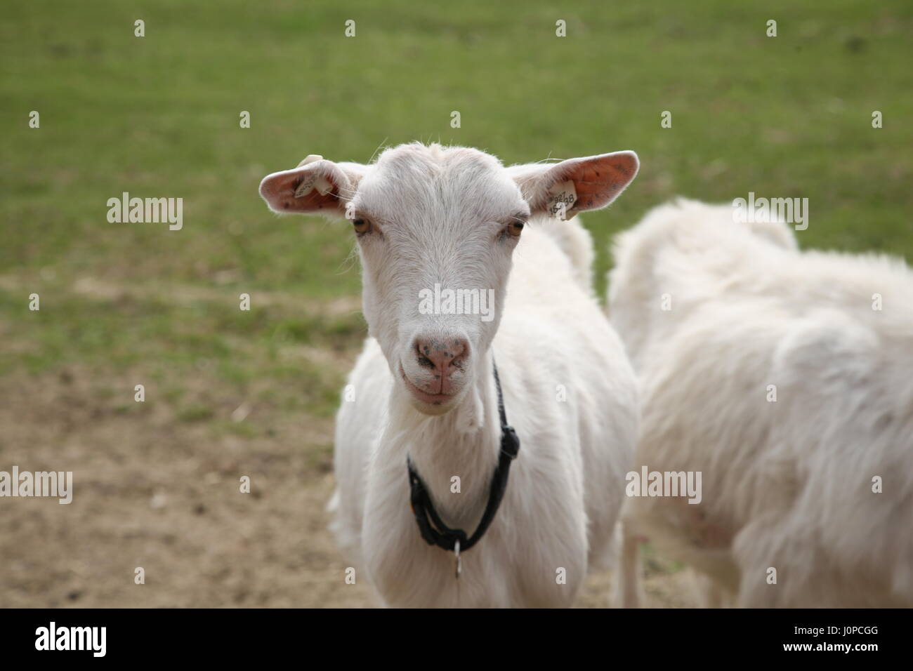 goat on farm Stock Photo - Alamy