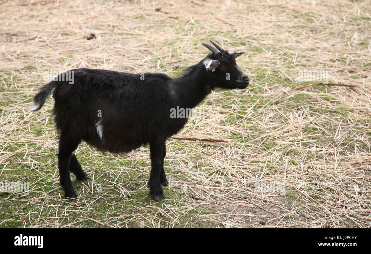 goat on farm Stock Photo - Alamy