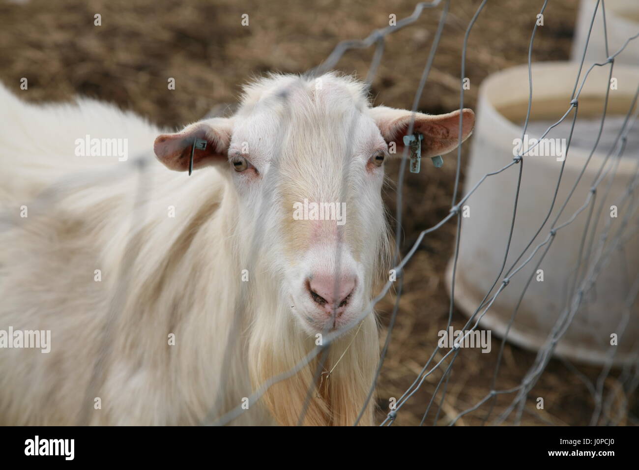 goat on farm Stock Photo - Alamy