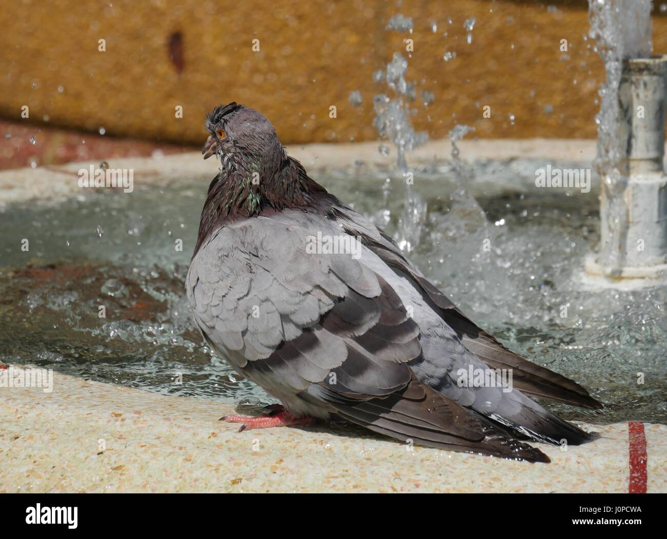 wet pigeon A pigeon takes a refresher with the water splashing from a ...