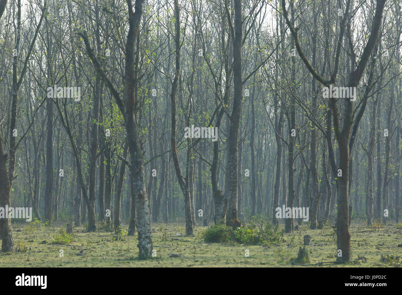 Nijhum dip hi-res stock photography and images - Alamy