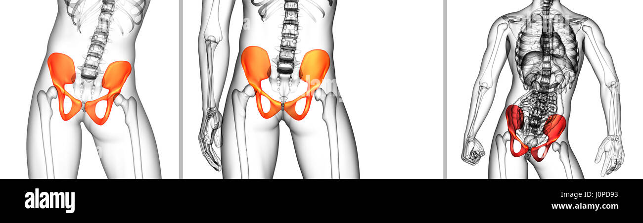 3d rendering medical illustration of the pelvis bone Stock Photo - Alamy