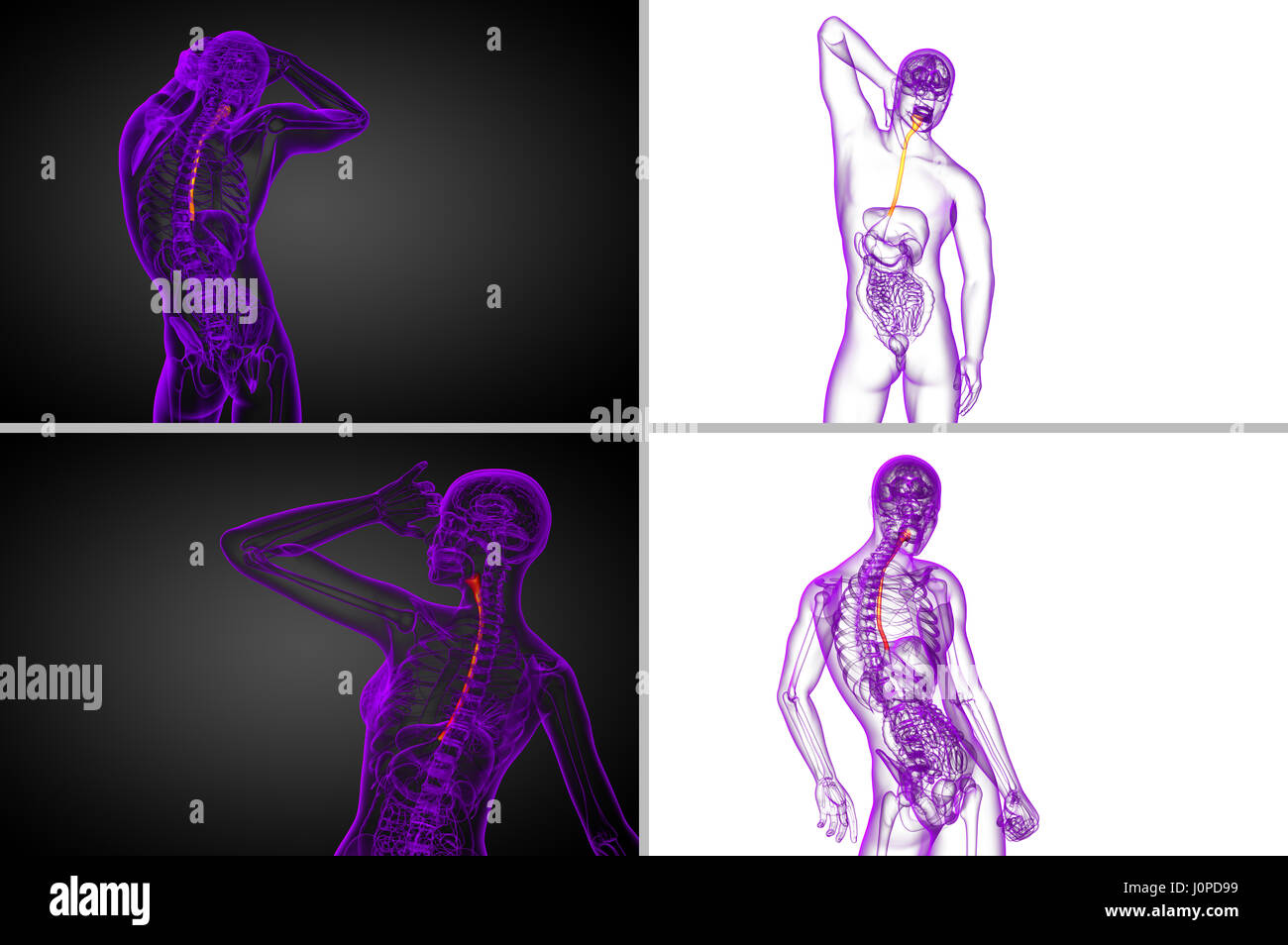 3d rendering illustration of the esophagus Stock Photo - Alamy