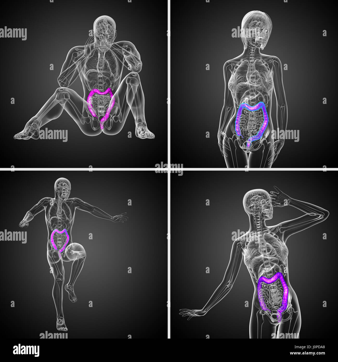 3d rendering human digestive system large intestine Stock Photo - Alamy