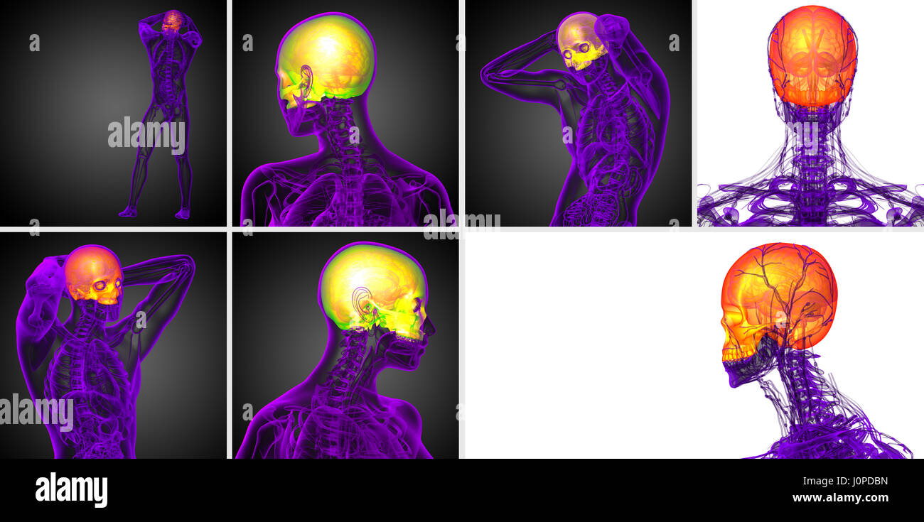 3d rendering medical illustration of the upper skull Stock Photo - Alamy