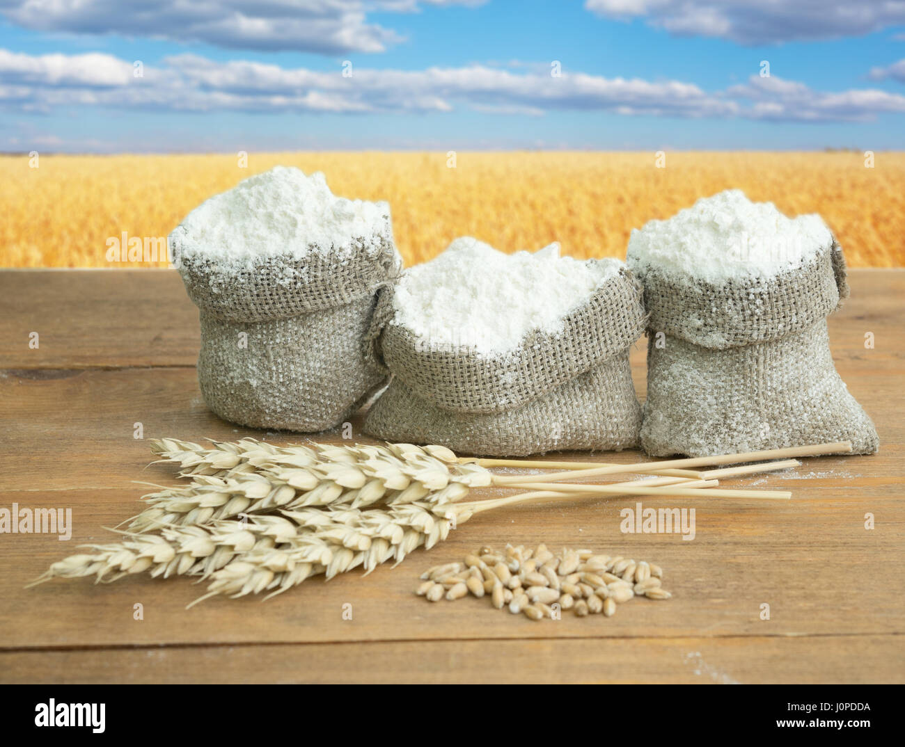 flour in sacks with ears and grain on wooden table against autumn wheat ...