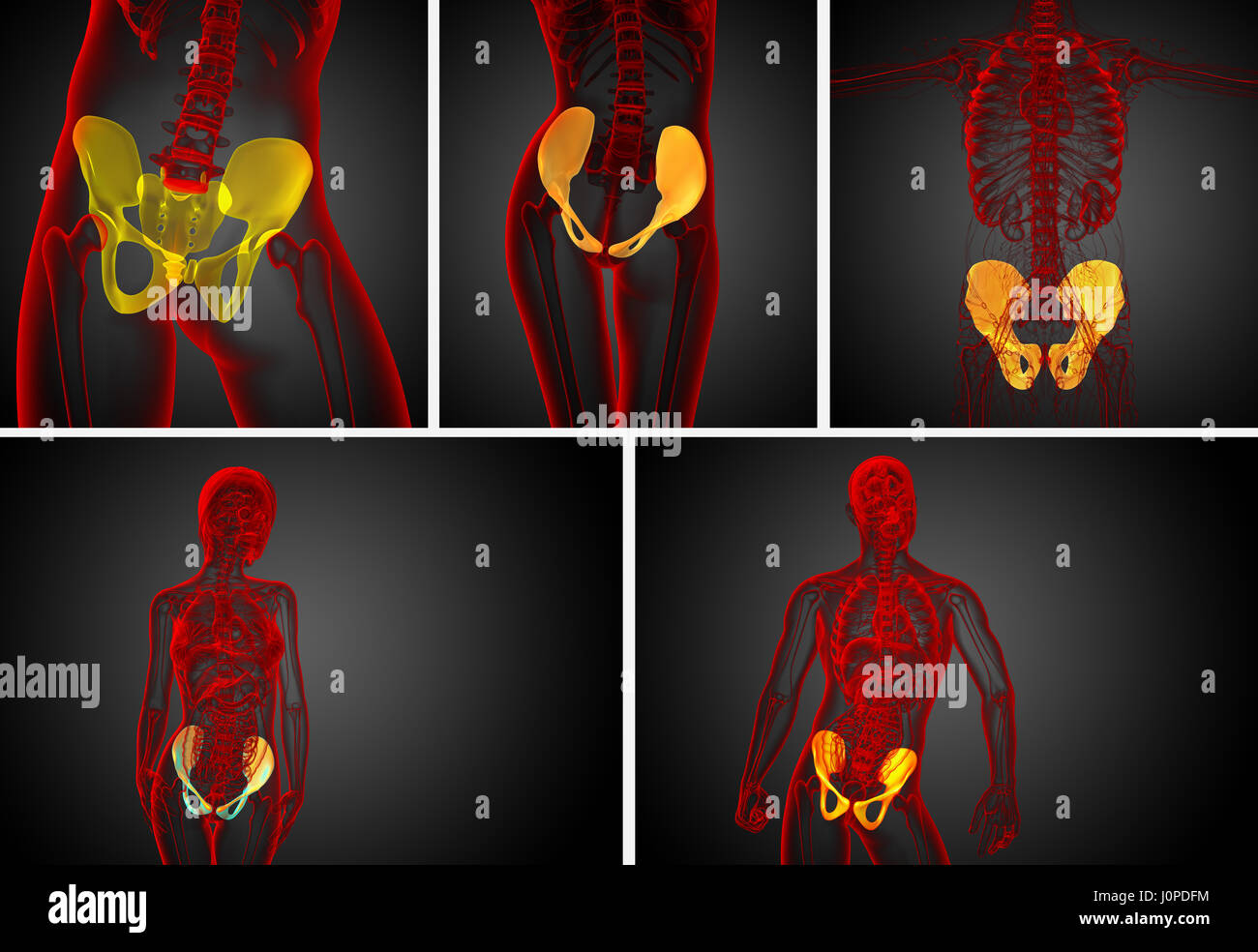 3d rendering medical illustration of the pelvis bone Stock Photo - Alamy