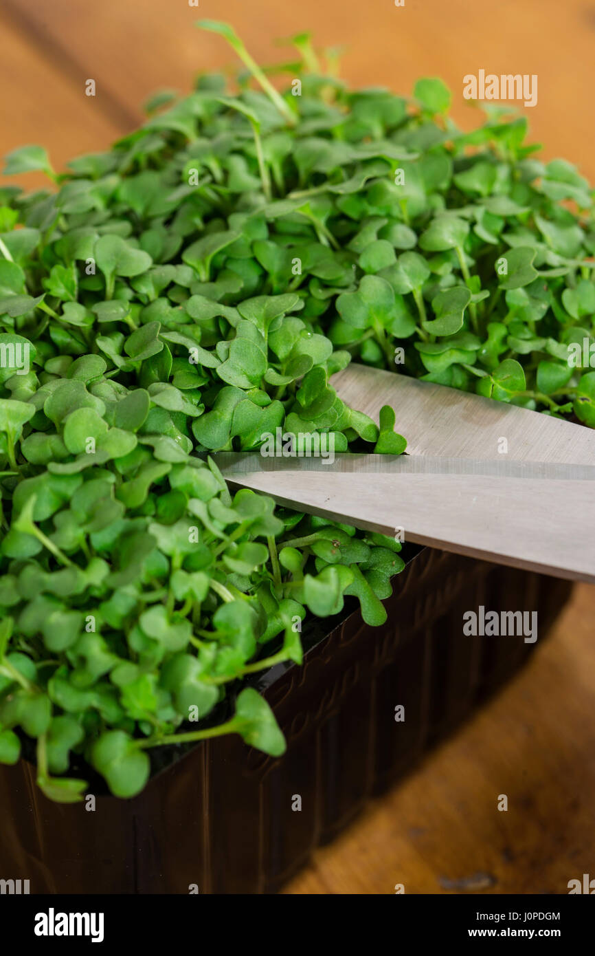 Cutting cress with a pair of scissors Stock Photo - Alamy