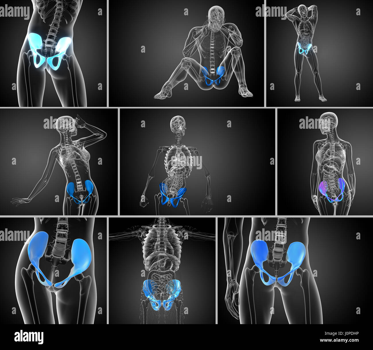 3d rendering medical illustration of the pelvis bone Stock Photo - Alamy
