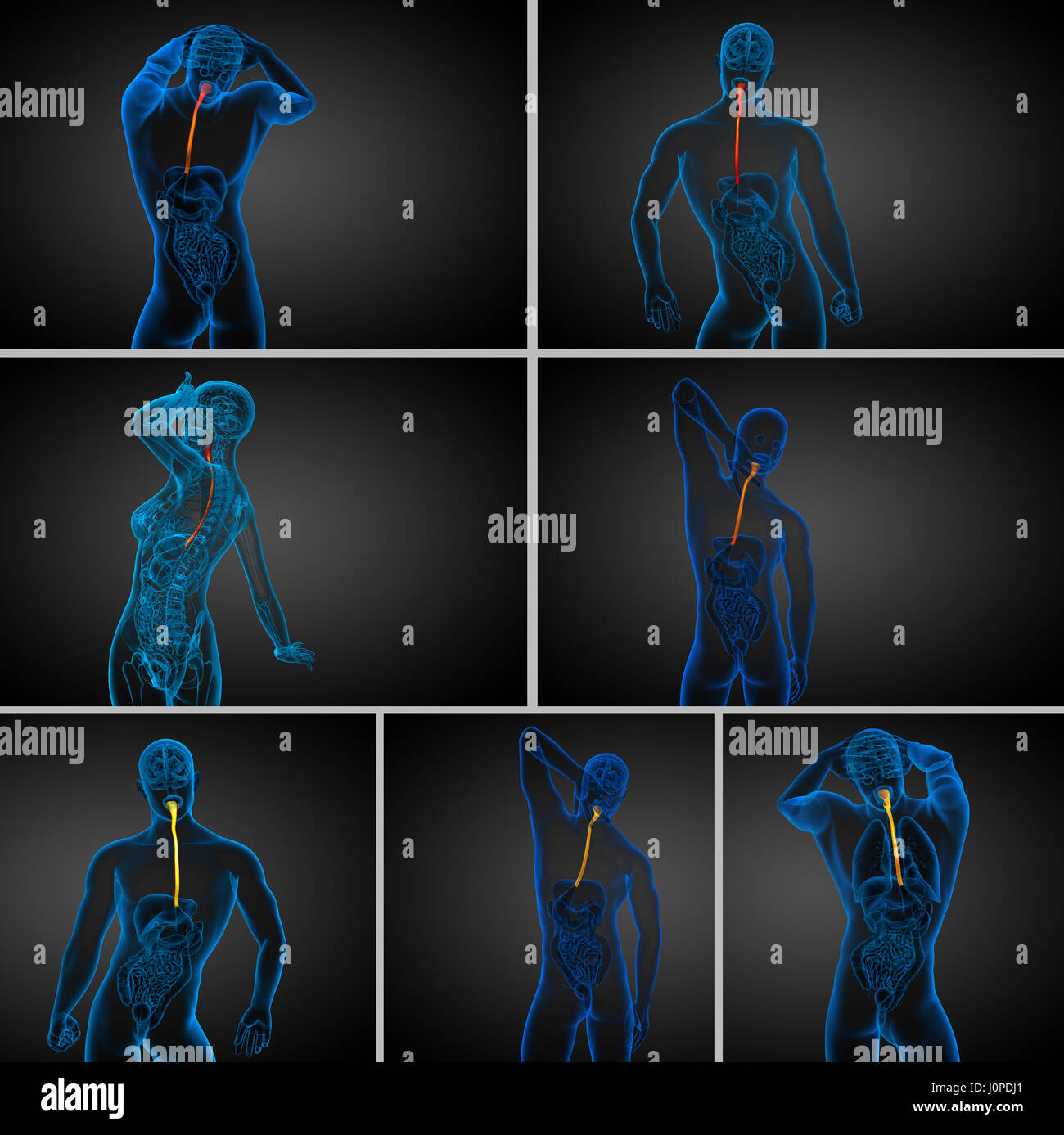 3d rendering illustration of the esophagus Stock Photo - Alamy