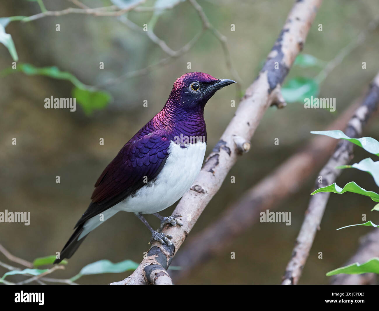 Violet backed starling hi-res stock photography and images - Alamy