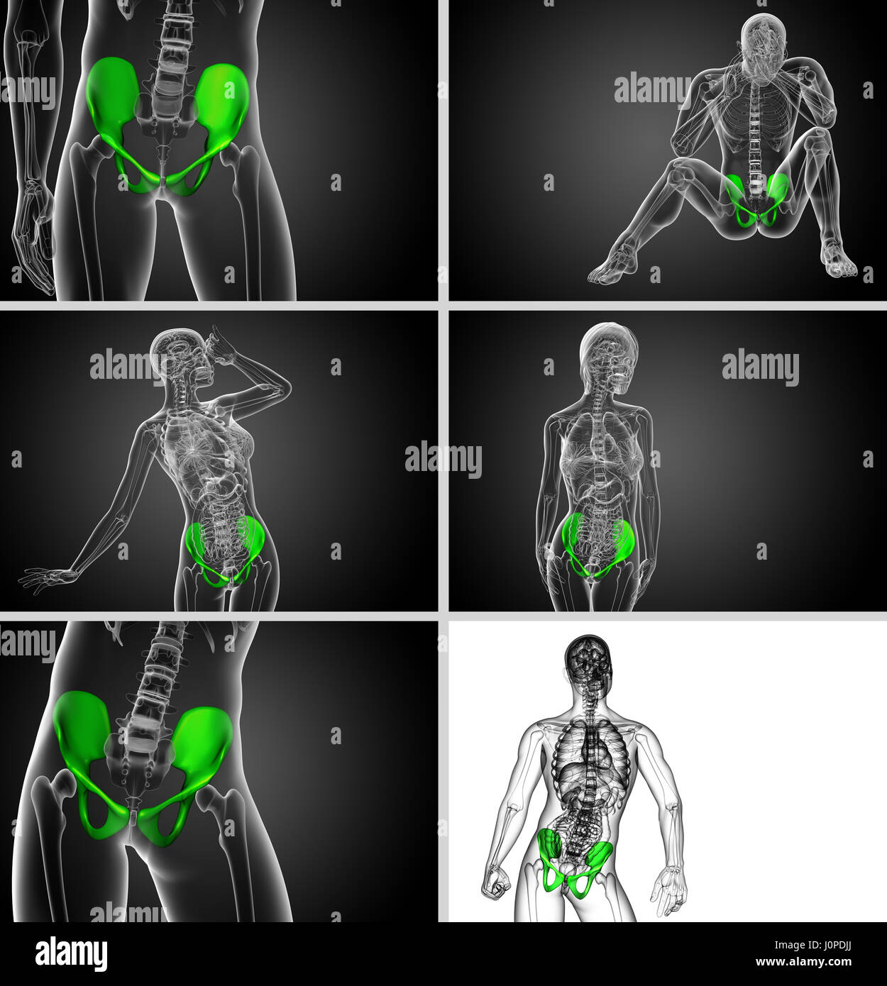 3d rendering medical illustration of the pelvis bone Stock Photo - Alamy