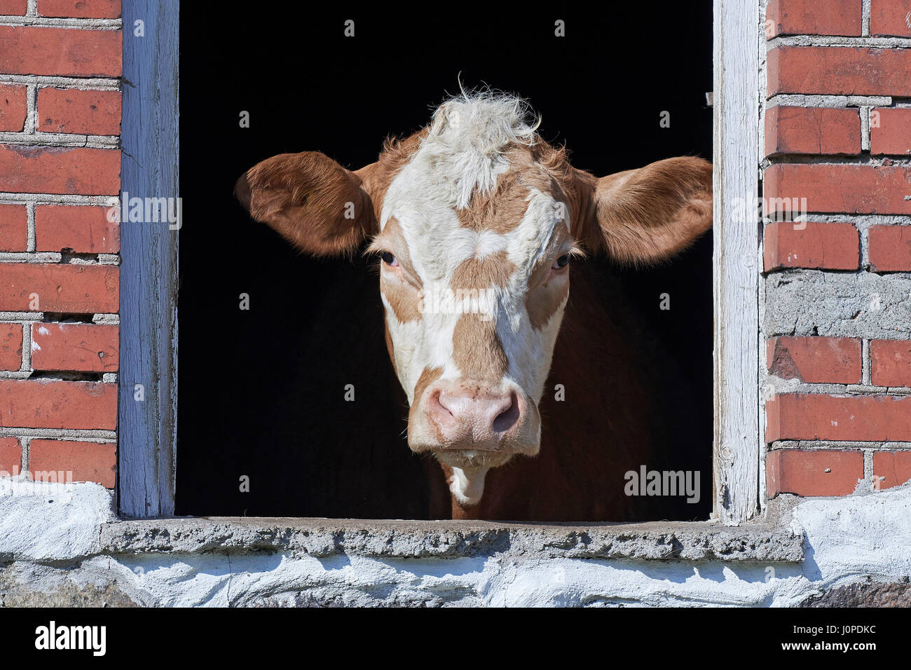 A domestic cow looking out a window in a farm house Stock Photo - Alamy