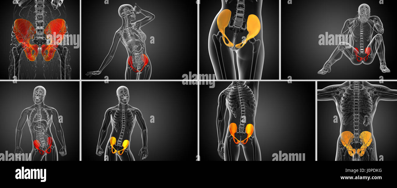 3d rendering medical illustration of the pelvis bone Stock Photo - Alamy