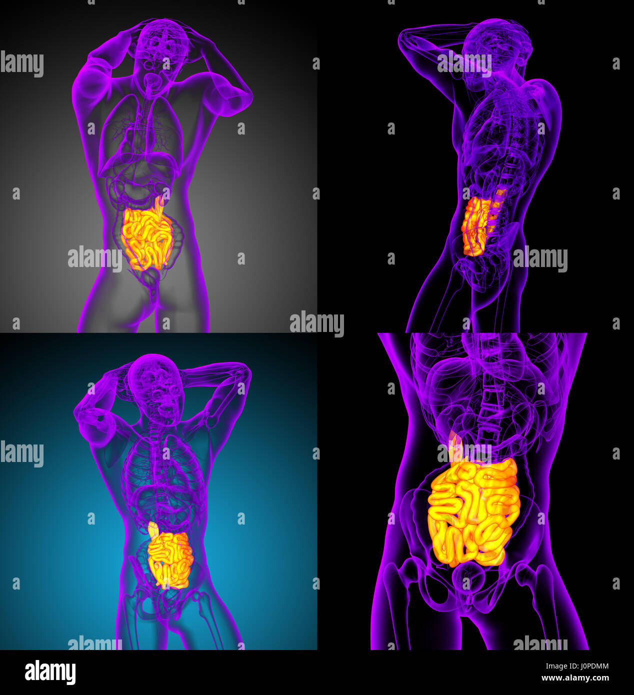 3d rendering illustration of the small intestine Stock Photo - Alamy