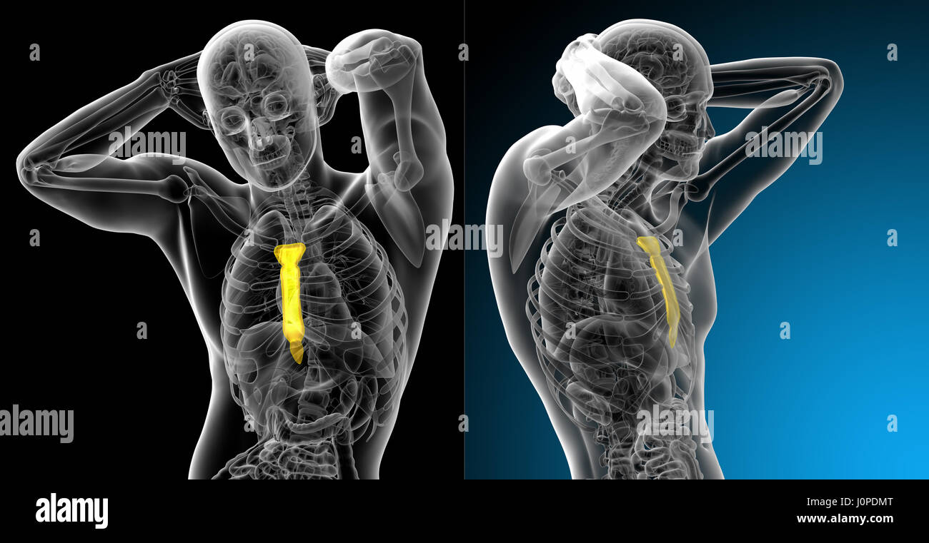 3d rendering medical illustration of the sternum bone Stock Photo - Alamy